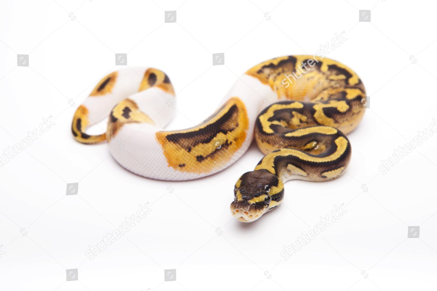 Royal Python Python Regius Pastel Piebald Editorial Stock Photo - Stock ...