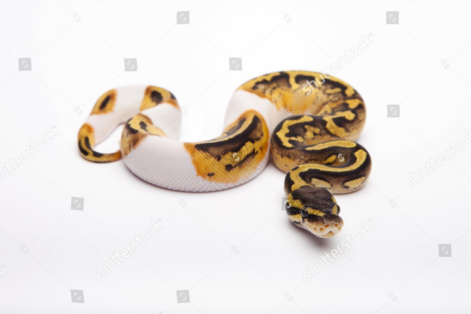 Royal Python Python Regius Pastel Piebald Editorial Stock Photo - Stock ...