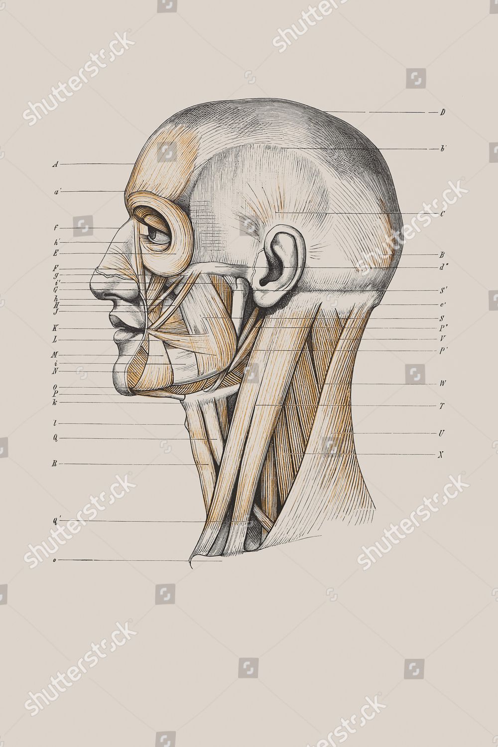 Skull Muscle Structure Anatomical Illustration Editorial Stock Photo ...
