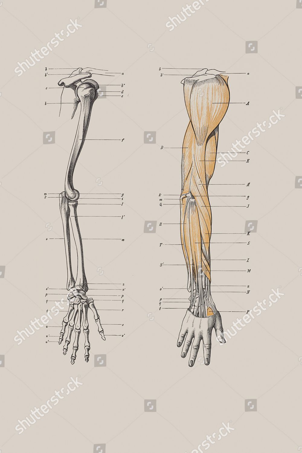 Skeleton Human Arm Anatomical Illustration Editorial Stock Photo ...