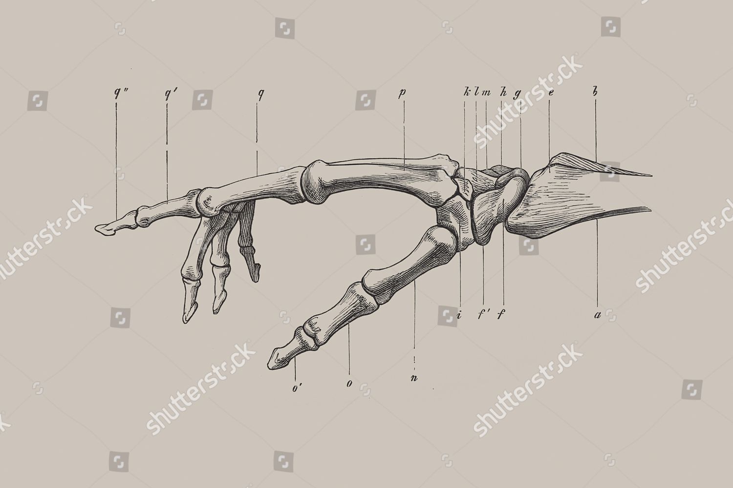 Skeleton Human Hand Anatomical Illustration Editorial Stock Photo ...