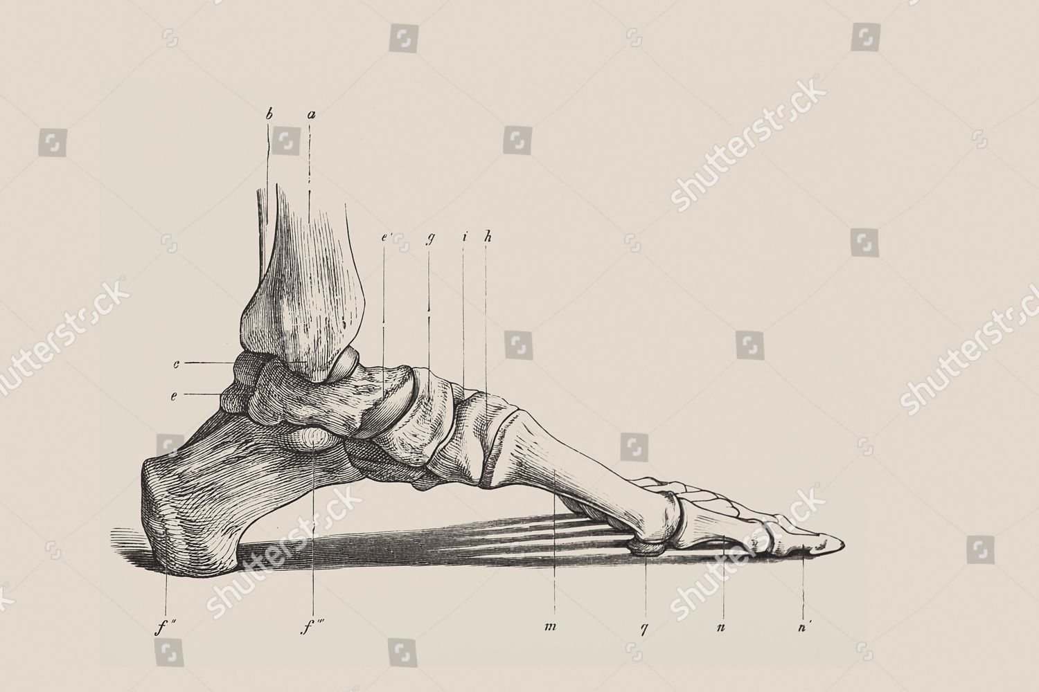 Skeleton Human Foot Anatomical Illustration Editorial Stock Photo ...
