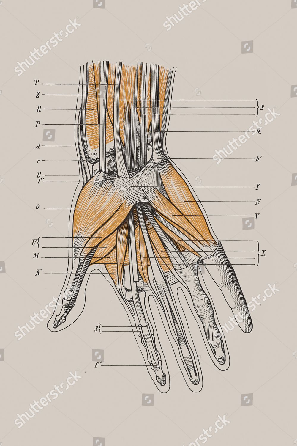 Skeleton Hand Muscles Anatomical Illustration Editorial Stock Photo ...