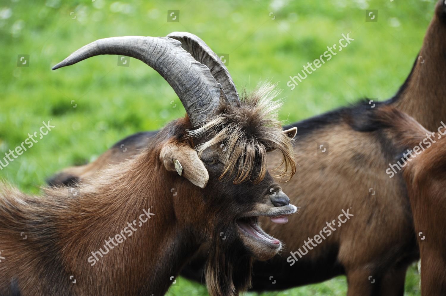 Billy Goat Cross Thuringian Goat Bunte Editorial Stock Photo - Stock ...