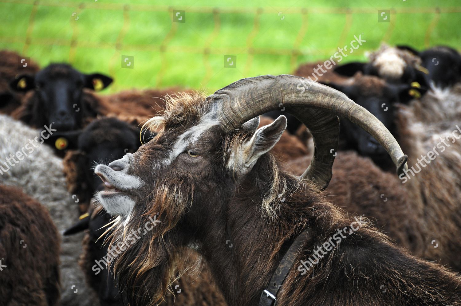 Purebred Thuringian Forest Goat Baying Front Editorial Stock Photo ...