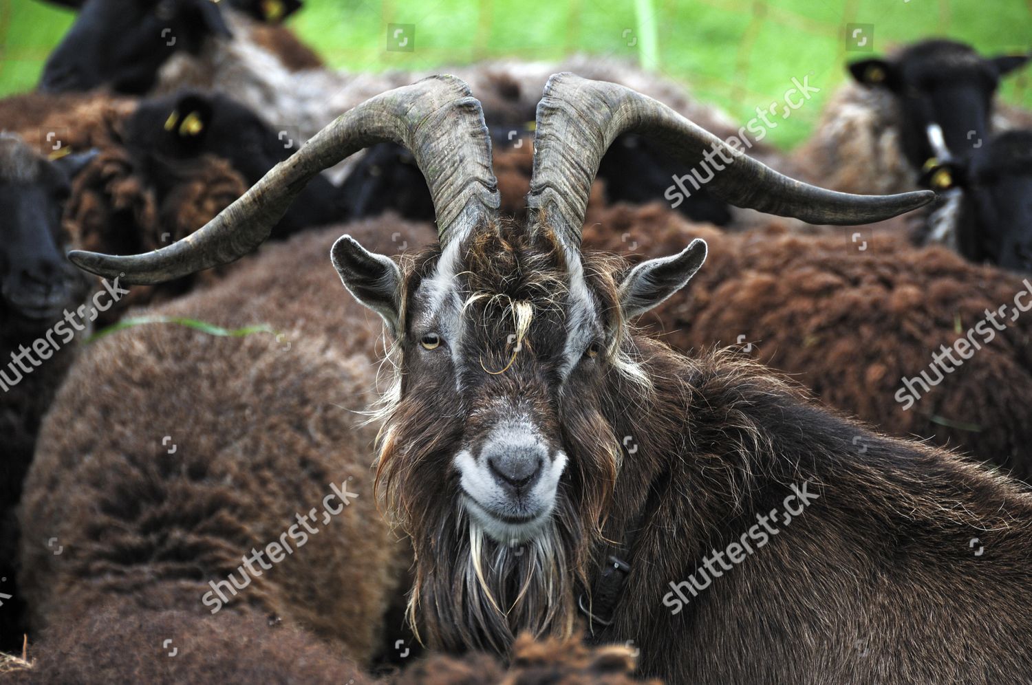 Purebred Thuringian Forest Goat Front Pomeranian Editorial Stock Photo ...