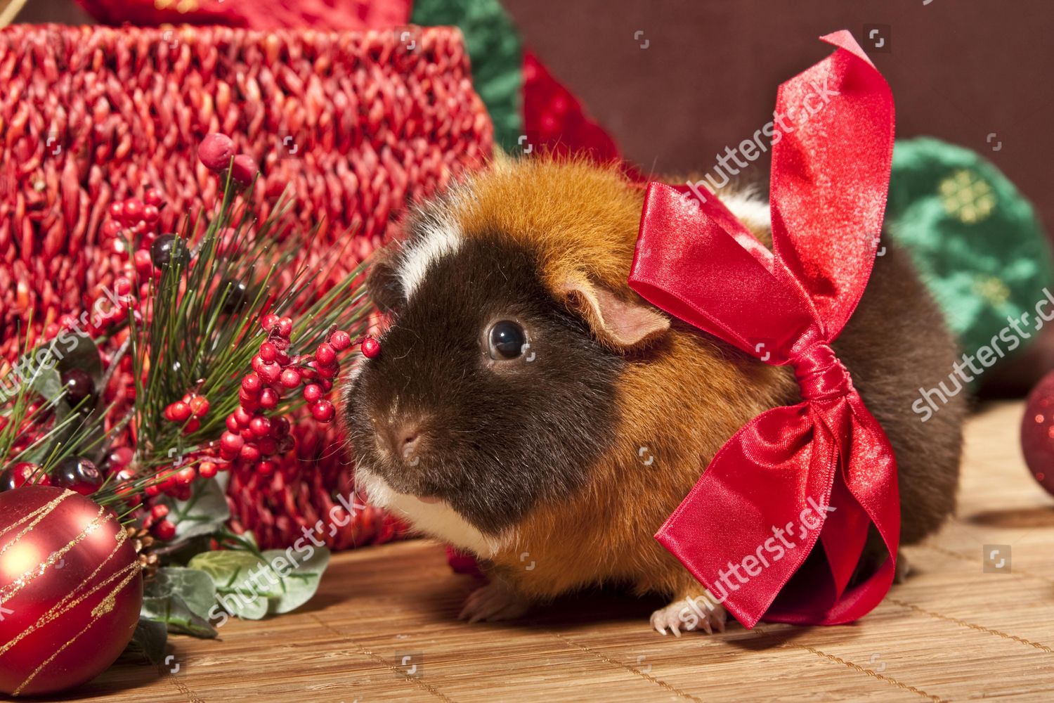 Us Teddy Guinea Pig Red Ribbon Editorial Stock Photo - Stock Image ...