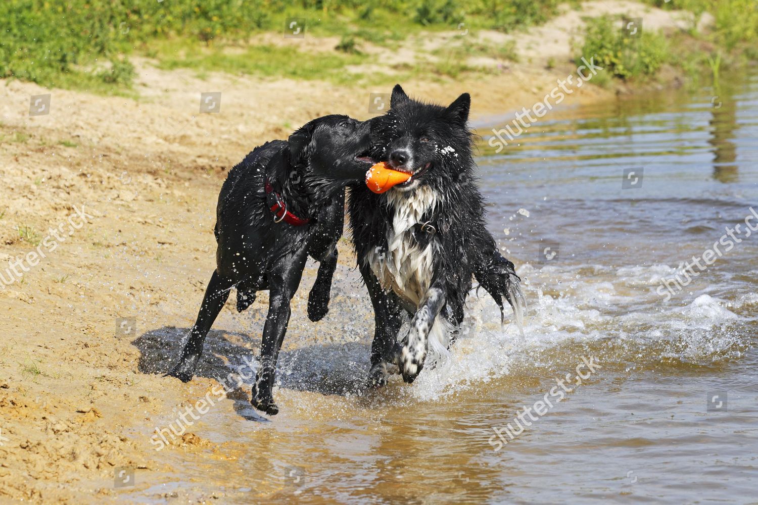 Black Labrador Retriever Male Dog Mongrel Editorial Stock Photo - Stock ...
