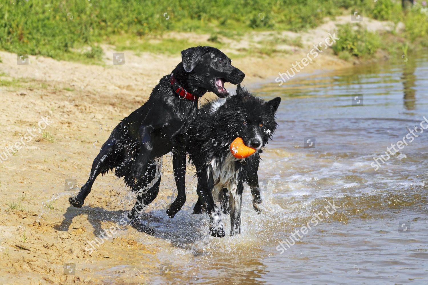 Black Labrador Retriever Male Dog Mongrel Editorial Stock Photo - Stock ...