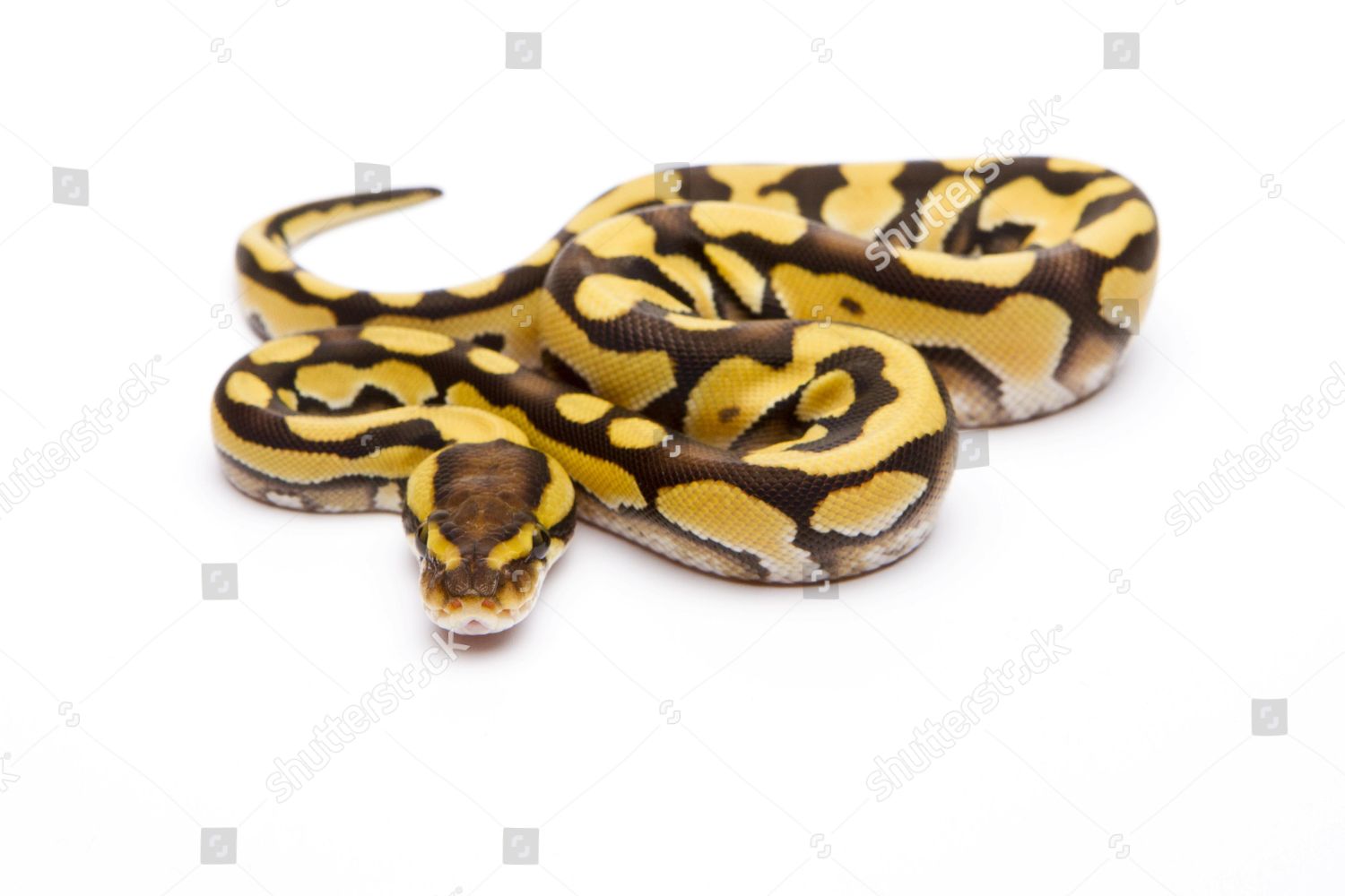 Royal Python Python Regius Tiger Phantom Editorial Stock Photo - Stock ...