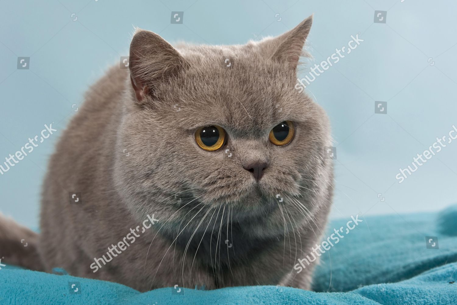 Blue British Shorthair Chartreux Cat Lying Editorial Stock Photo ...