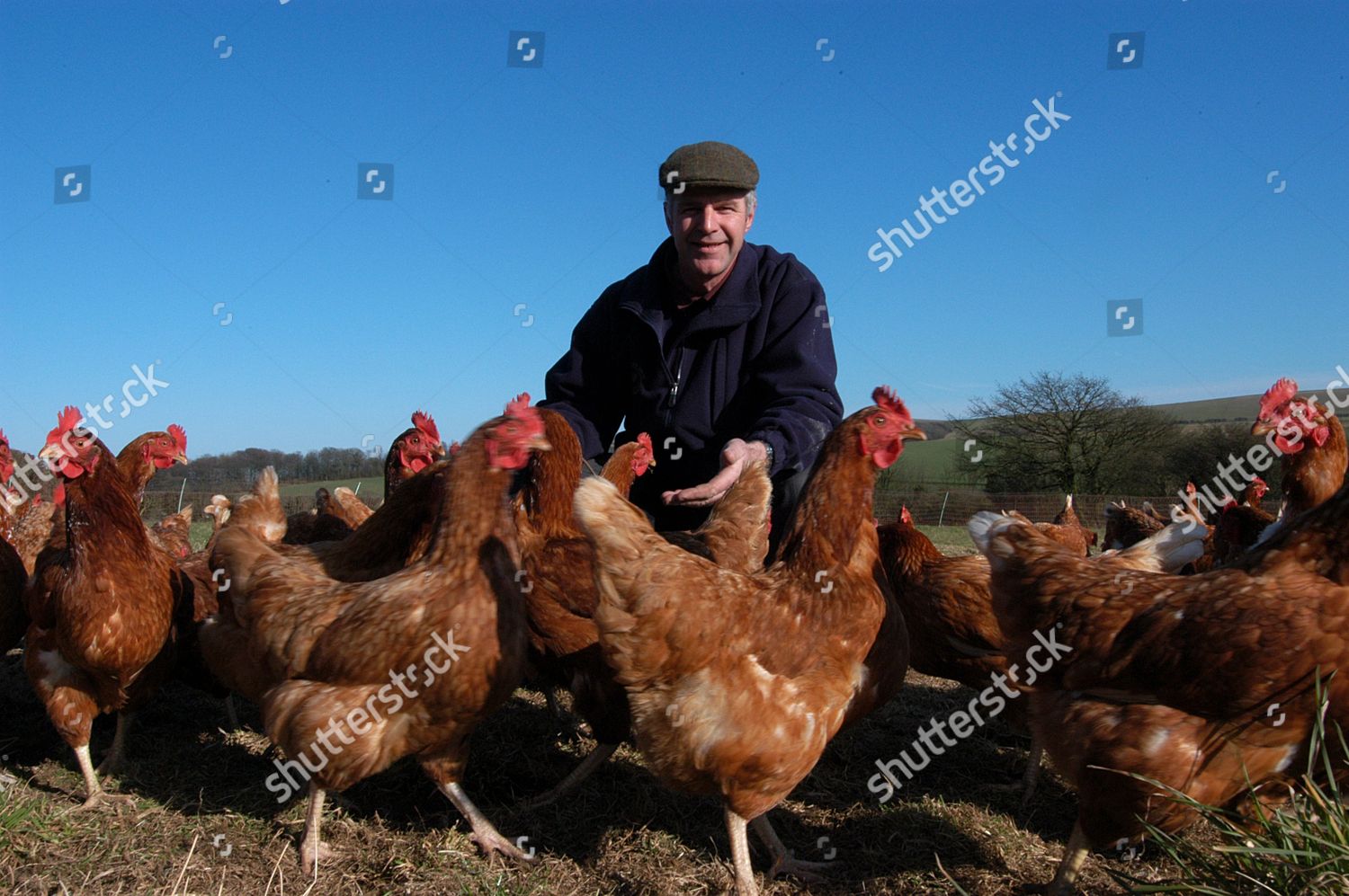 Peter Lenihan His Free Range Hens Editorial Stock Photo - Stock Image ...
