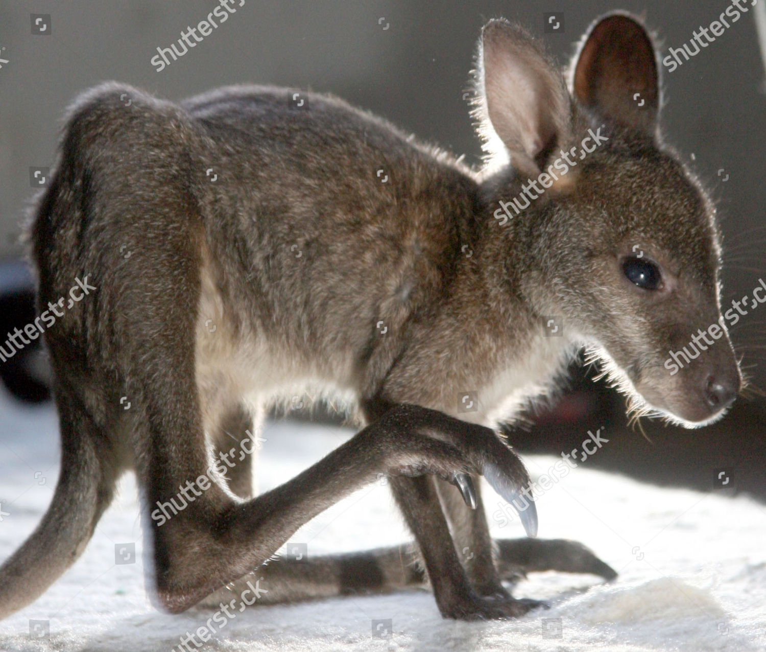 Inseparable Two Elaine Hedges Roo Orphaned Editorial Stock Photo ...