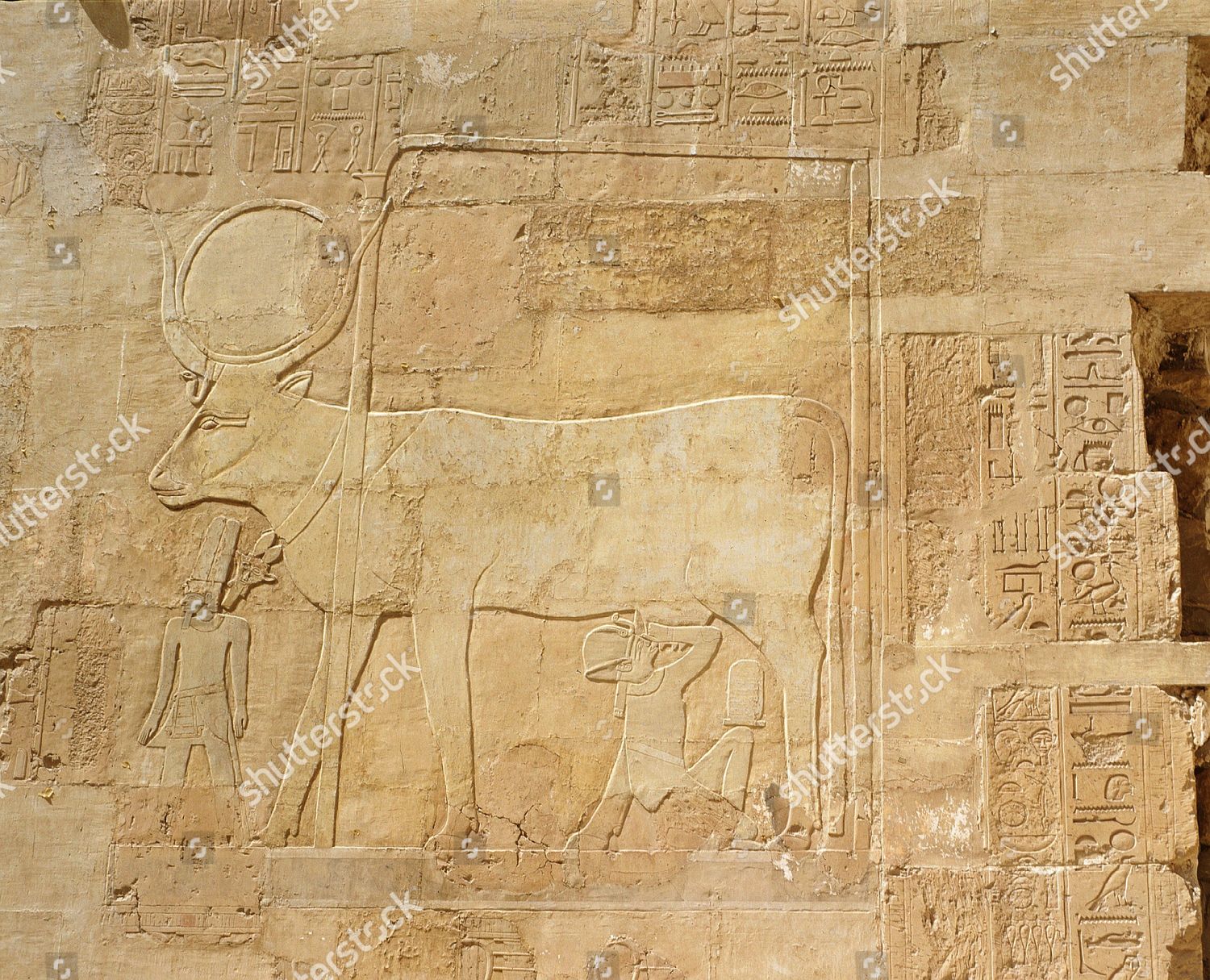 Cow Goddess Hathor Suckling Hatshepsut Relief Editorial Stock Photo ...