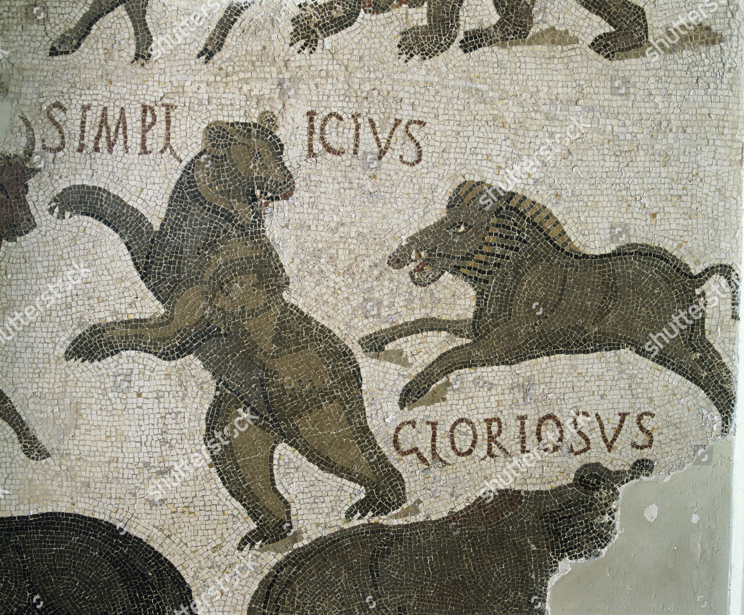 Simplicitus Bear Attacked By Boar Mosaic Editorial Stock Photo - Stock ...