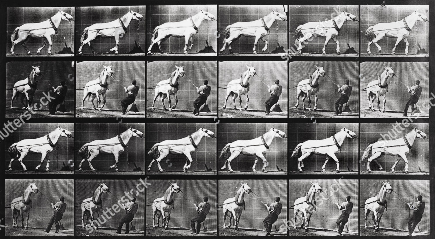Eadweard Muybridge 18301904 Animal Locomotion Film Editorial Stock ...