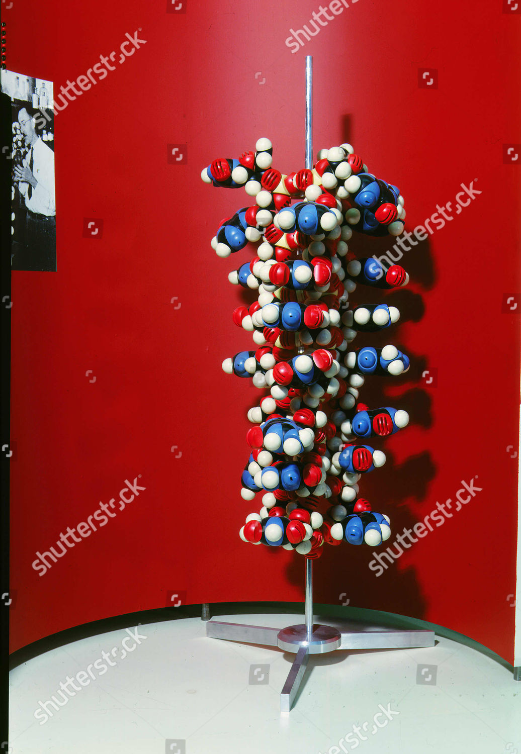 Model Dna Molecule Editorial Stock Photo - Stock Image | Shutterstock