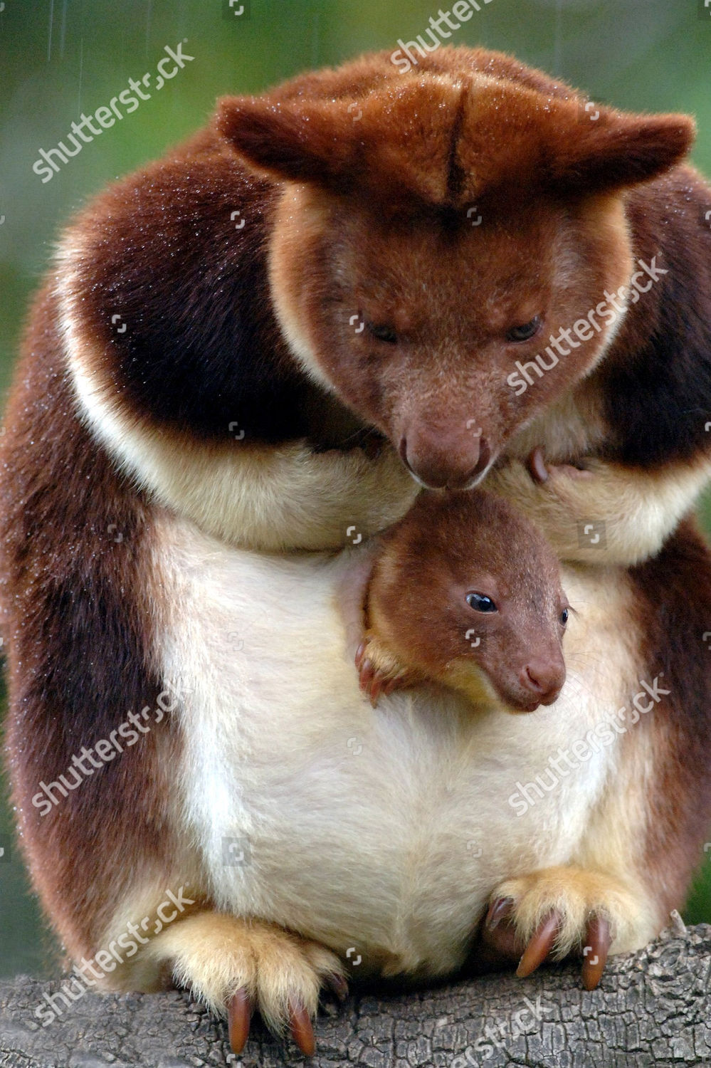 Baby Joey Goodfellow Tree Kangaroo Pokes Editorial Stock Photo - Stock ...