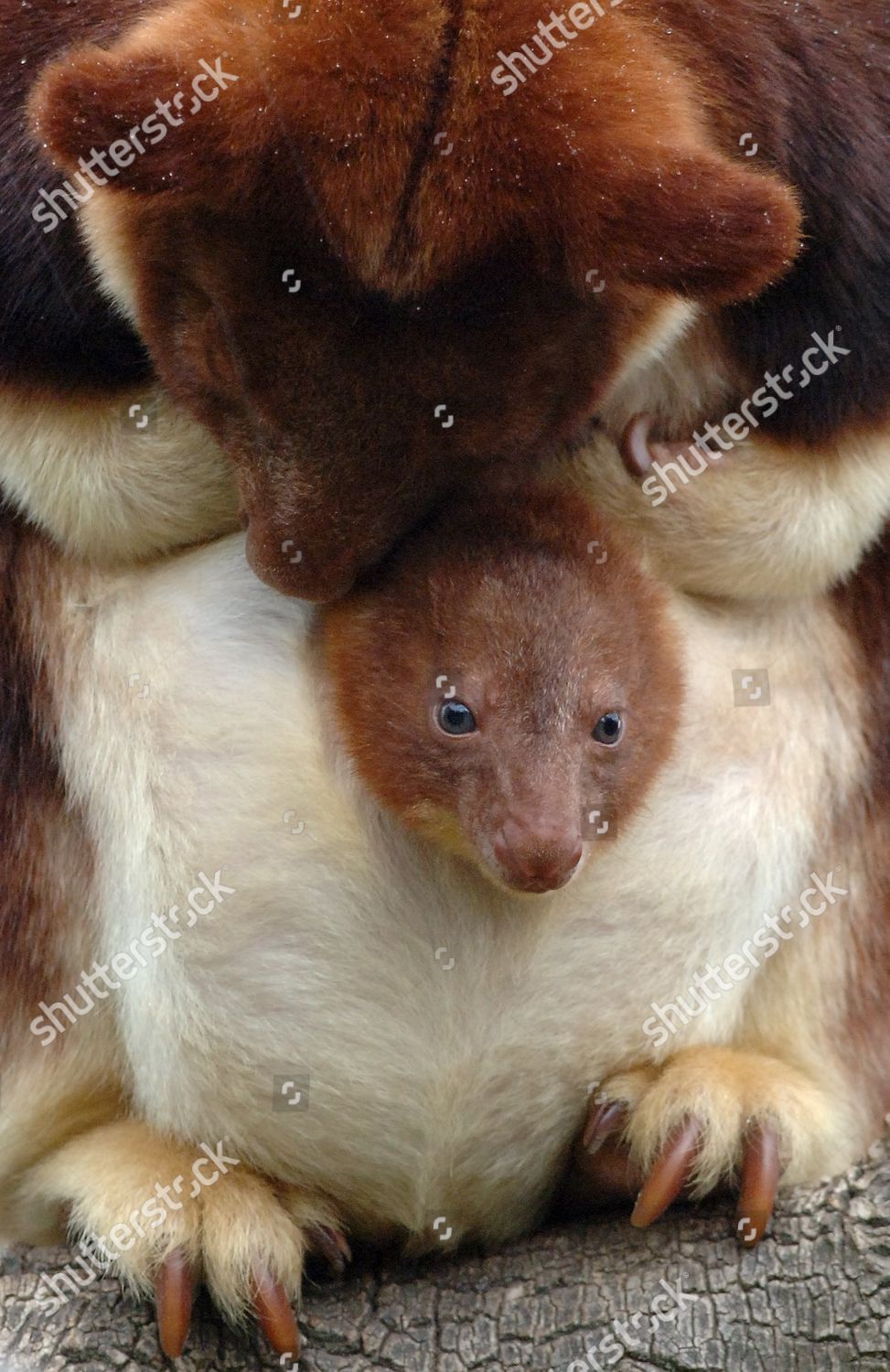 Baby Joey Goodfellow Tree Kangaroo Pokes Editorial Stock Photo - Stock ...