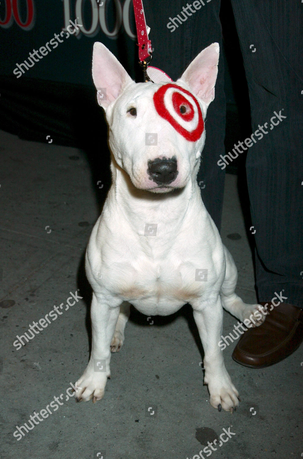 Bullseye Target Dog Editorial Stock Photo - Stock Image | Shutterstock