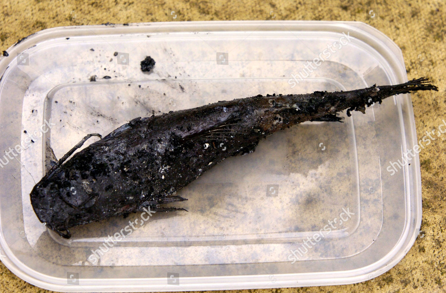 Remains Kipper Catfish Who Caused Fire Editorial Stock Photo - Stock ...