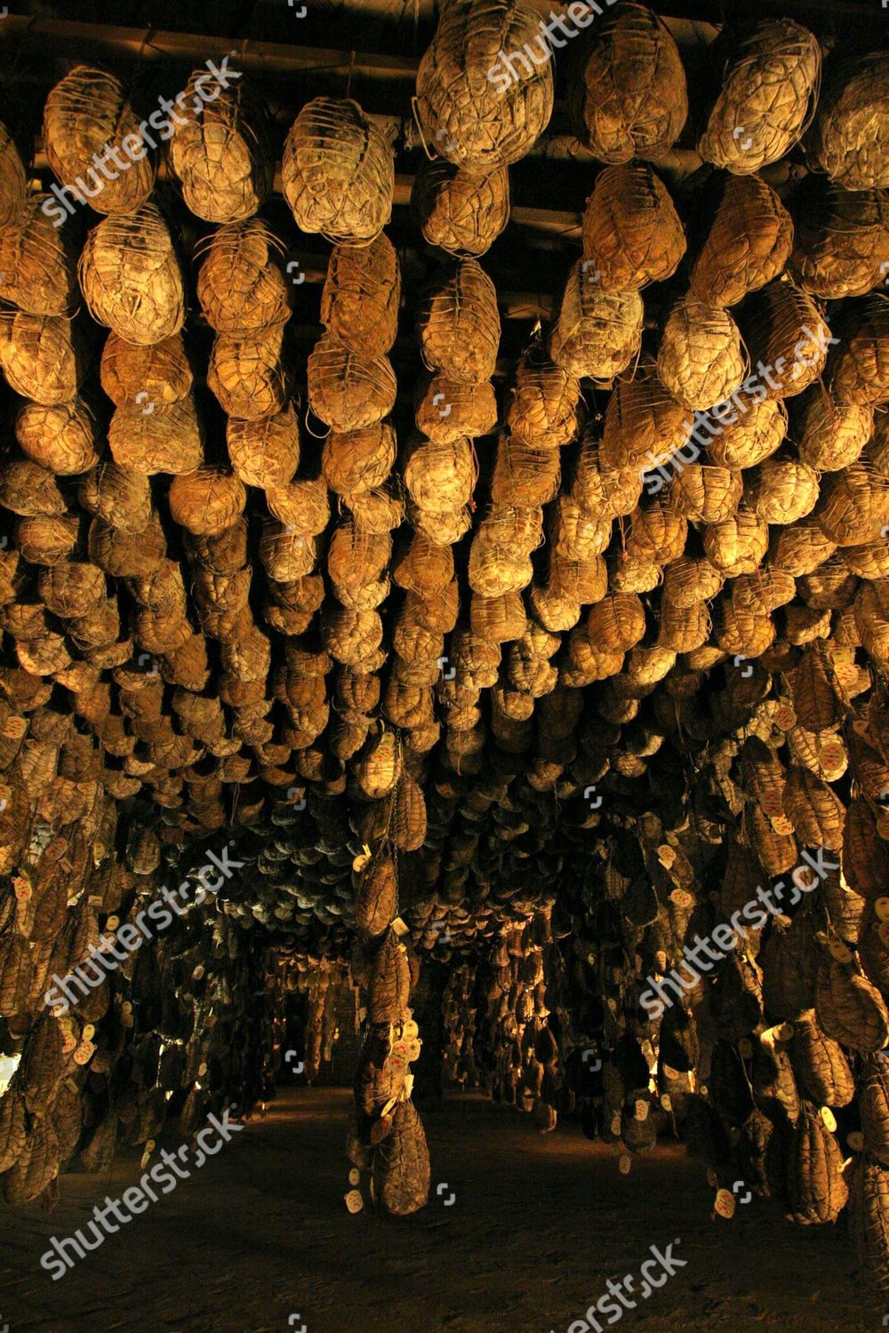 PRODUCTION 'CULATELLO ZIBELLINO' FAMOUS HAM PARMA Editorial Stock Photo ...