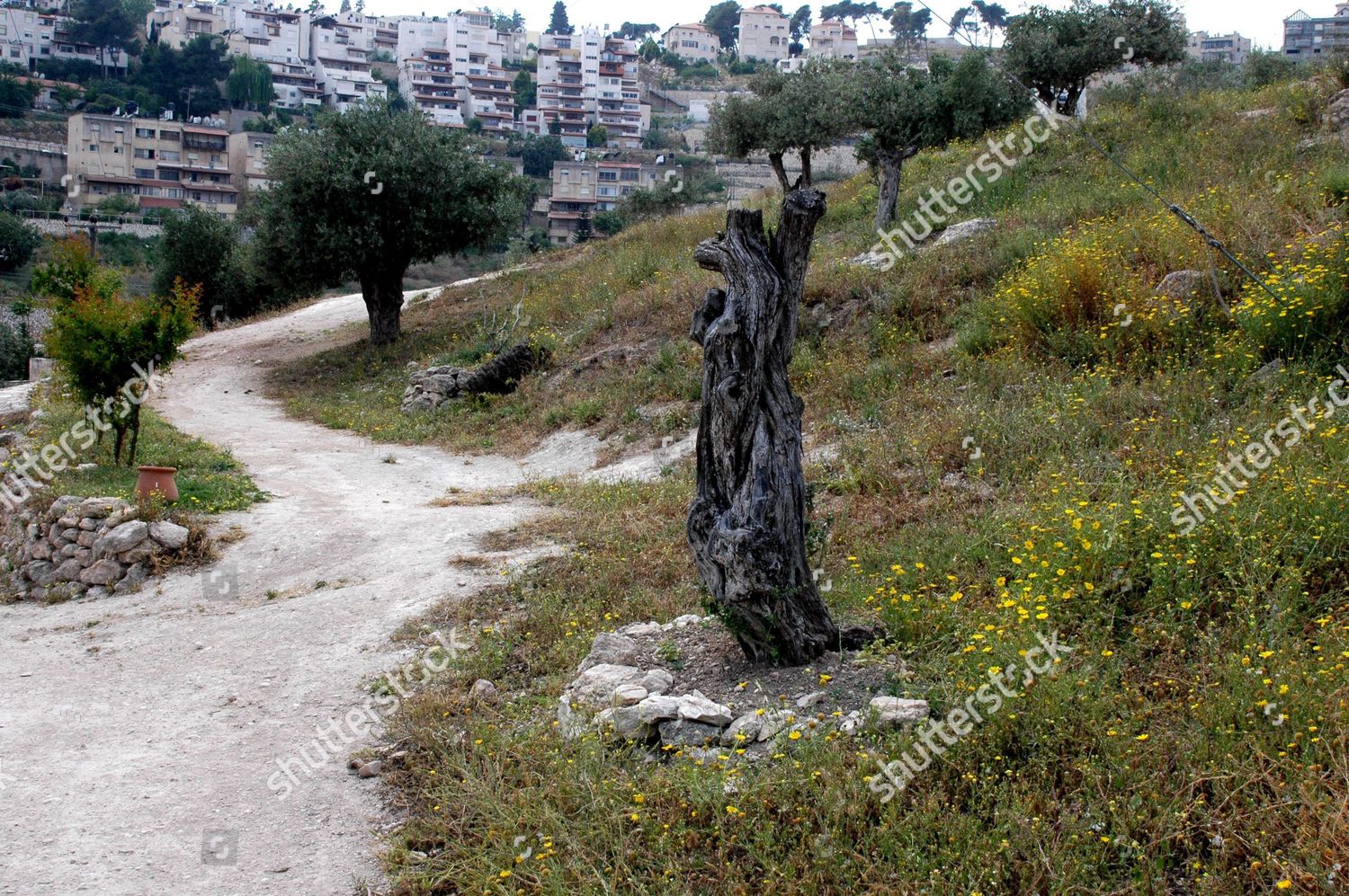 Olive Trees Nazareth Israel Editorial Stock Photo - Stock Image ...