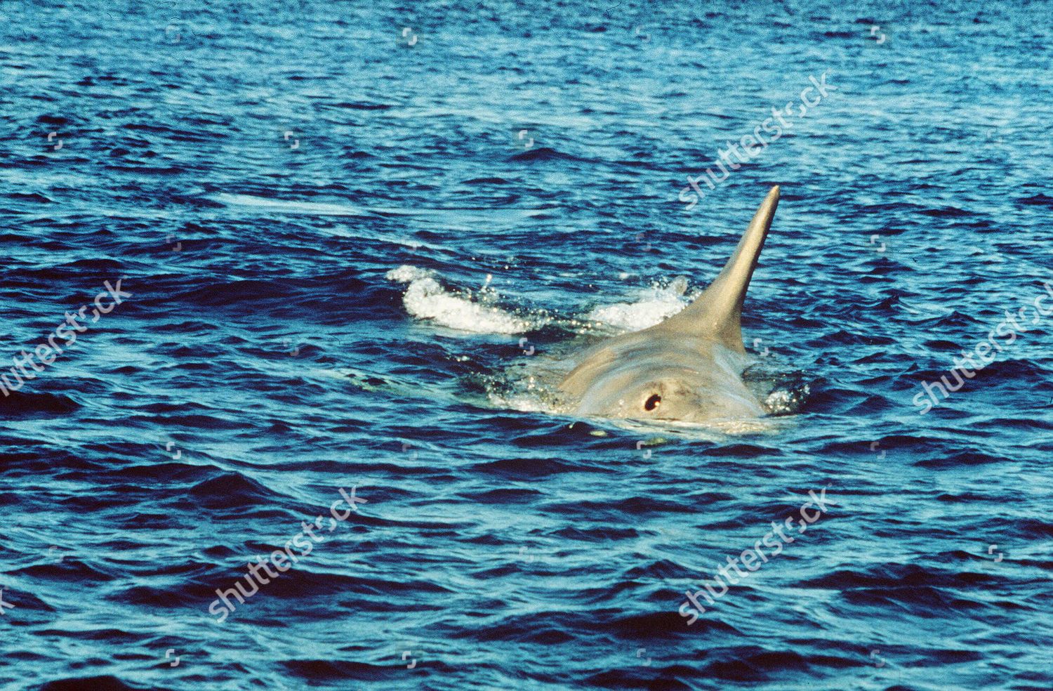 Jaws Iv 1987 Editorial Stock Photo - Stock Image | Shutterstock