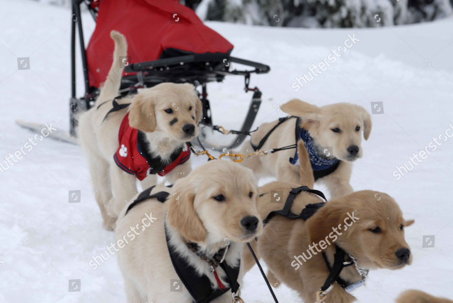Snow Buddies 2008 Editorial Stock Photo - Stock Image | Shutterstock