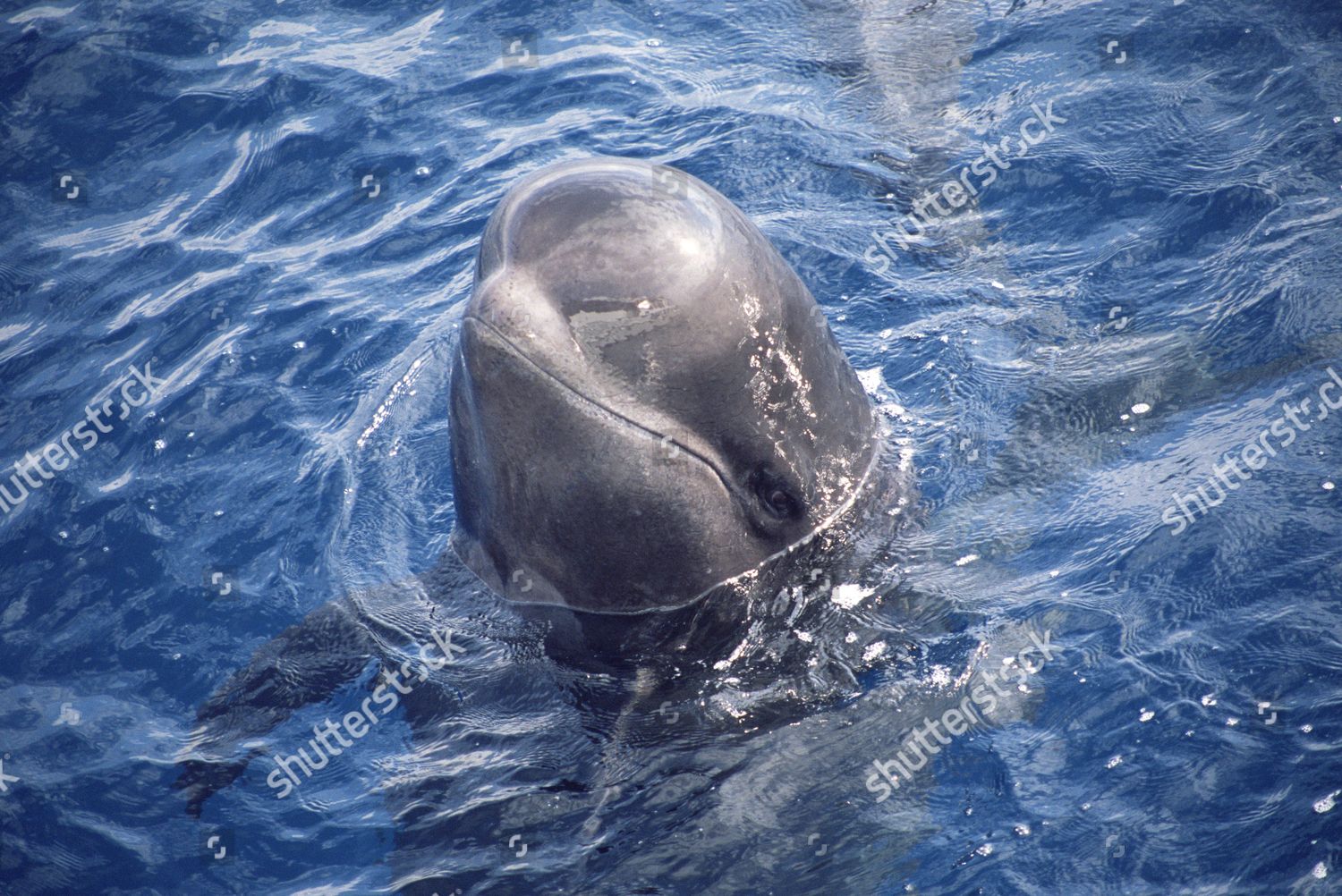 Shortfinned Pilot Whale Globicephala Macrorhynchus Spyhopping Editorial ...