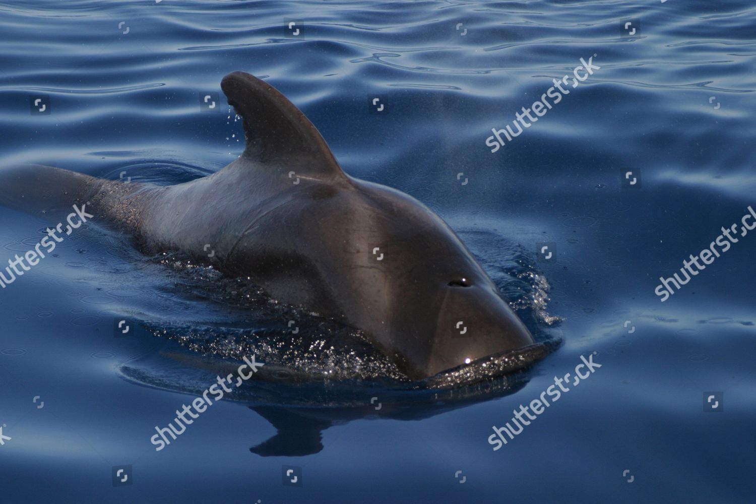 Shortfinned Pilot Whale Surface Globicephala Macrorhynchus Editorial ...
