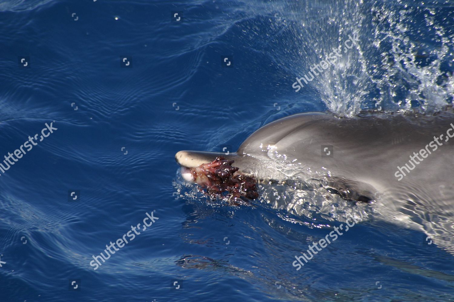 Atlantic Spotted Dolphin Play Seaweed Frond Editorial Stock Photo ...