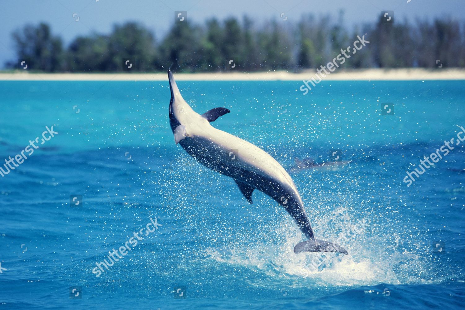 Long Snouted Spinner Dolphin Stenella Longirostris Editorial Stock ...