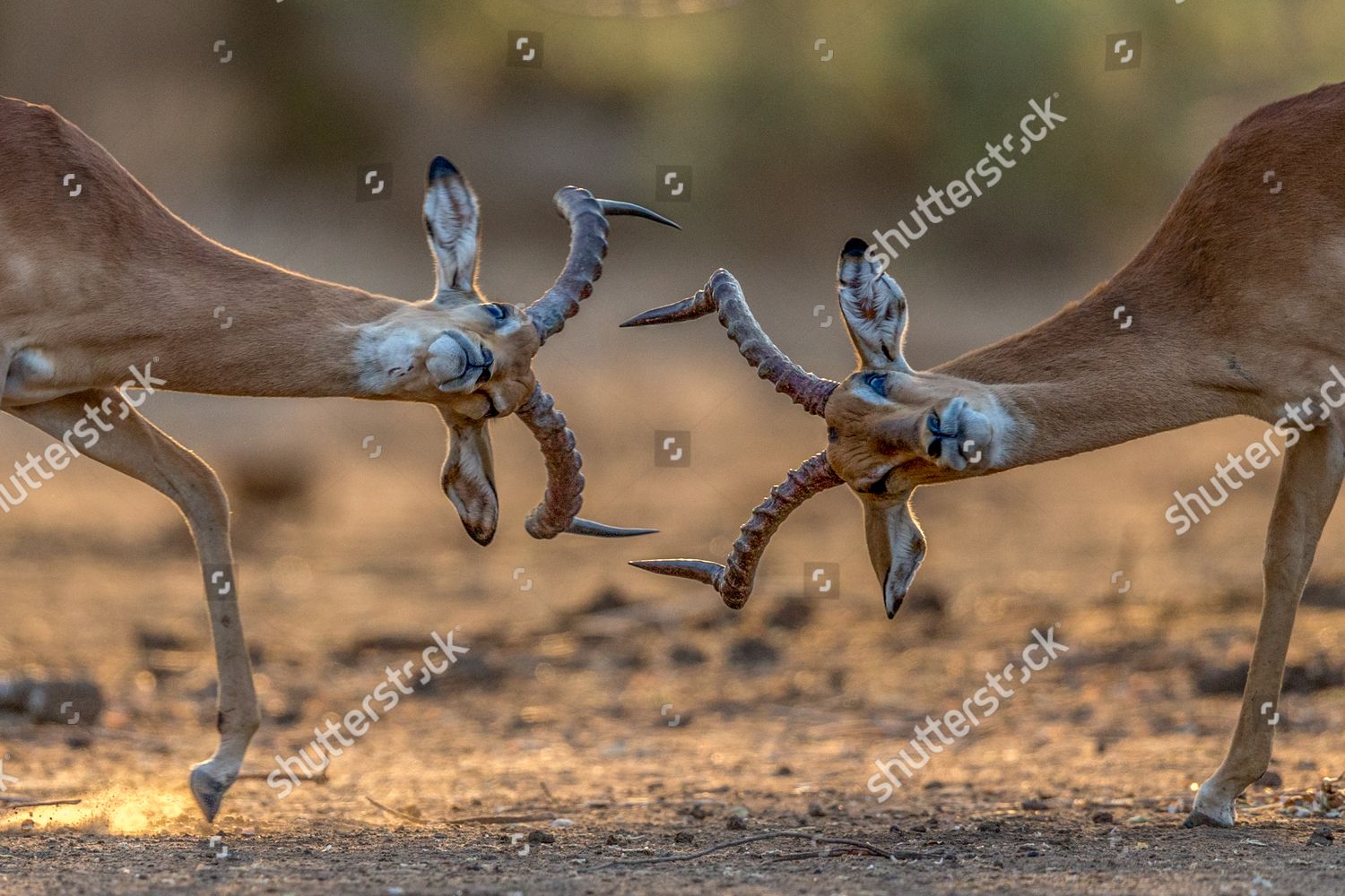 Imapala Fighting Editorial Stock Photo - Stock Image | Shutterstock