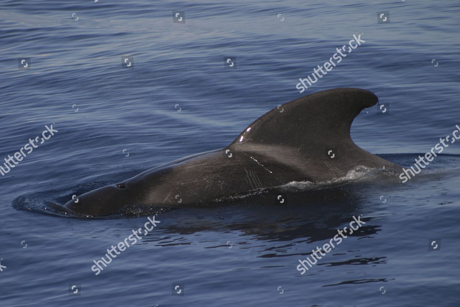 Shortfin Pilot Whale Globicephala Macrorhynchus Azores Editorial Stock ...