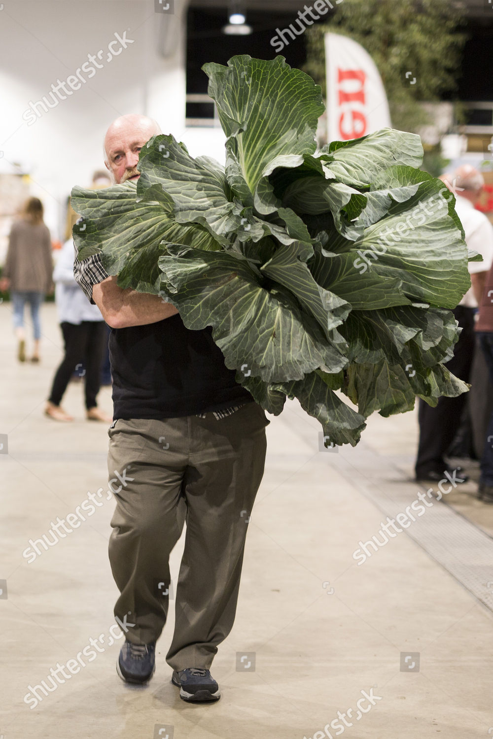 Judging Begins Giant Vegetable Competition Editorial Stock Photo ...