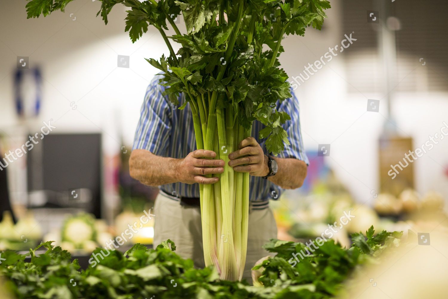 Judging Begins Giant Vegetable Competition Editorial Stock Photo ...