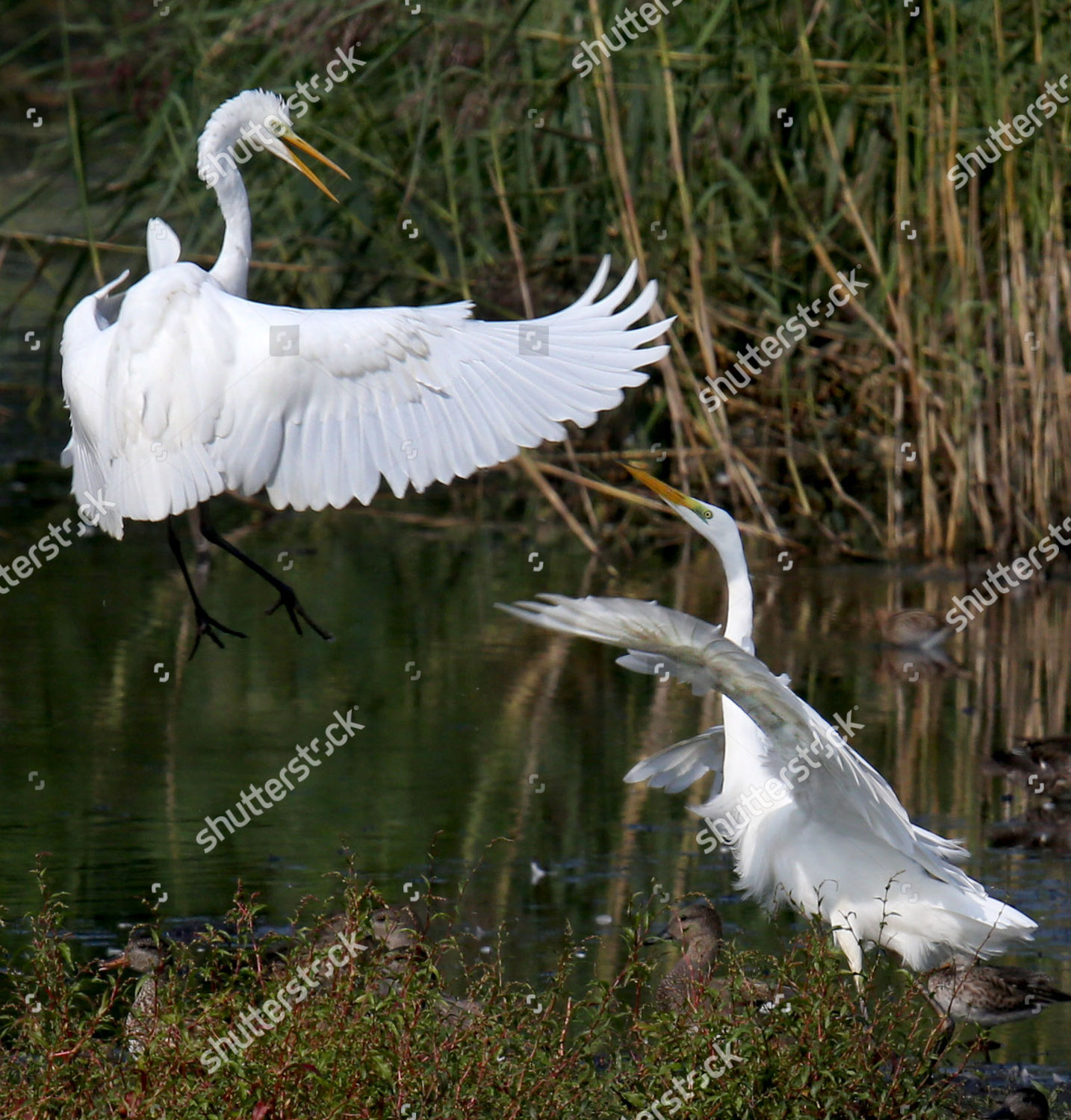 Great White Egrets Fighting Editorial Stock Photo - Stock Image | Shutterstock