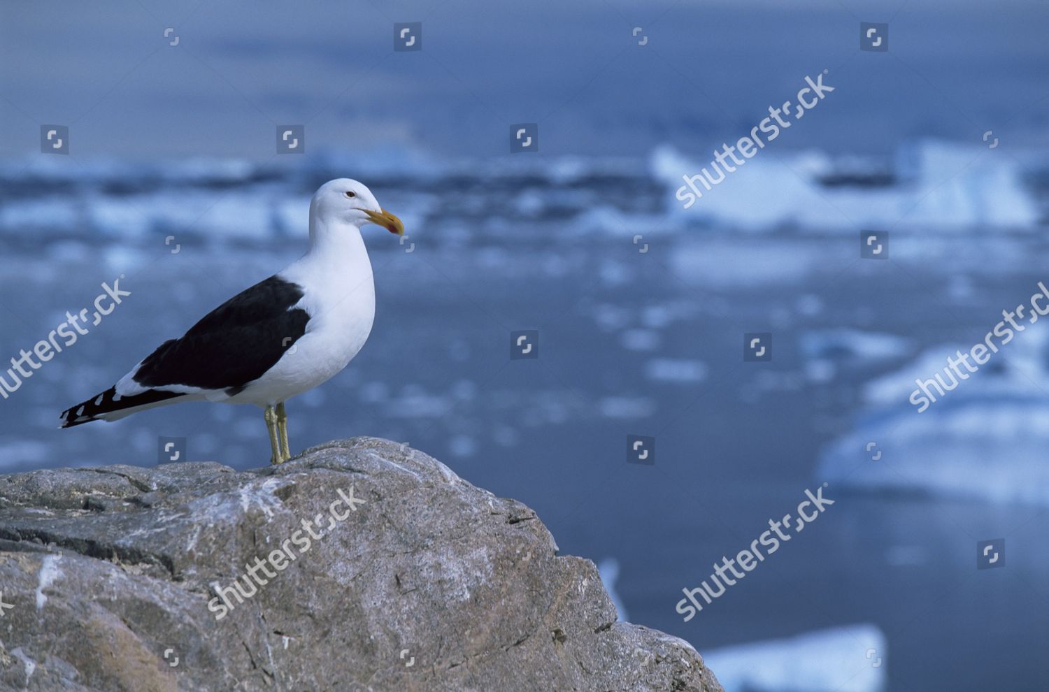 Blackbacked Gull Larus Dominicus Brown Bluff Editorial Stock Photo ...