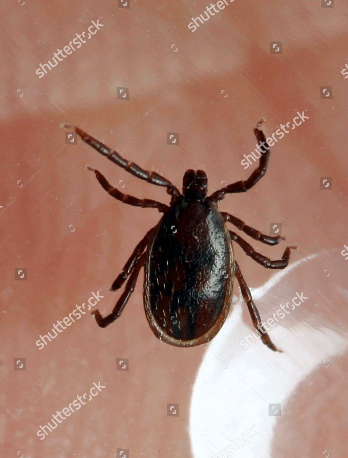 Male Tick Ixodes Ricinus Editorial Stock Photo - Stock Image | Shutterstock