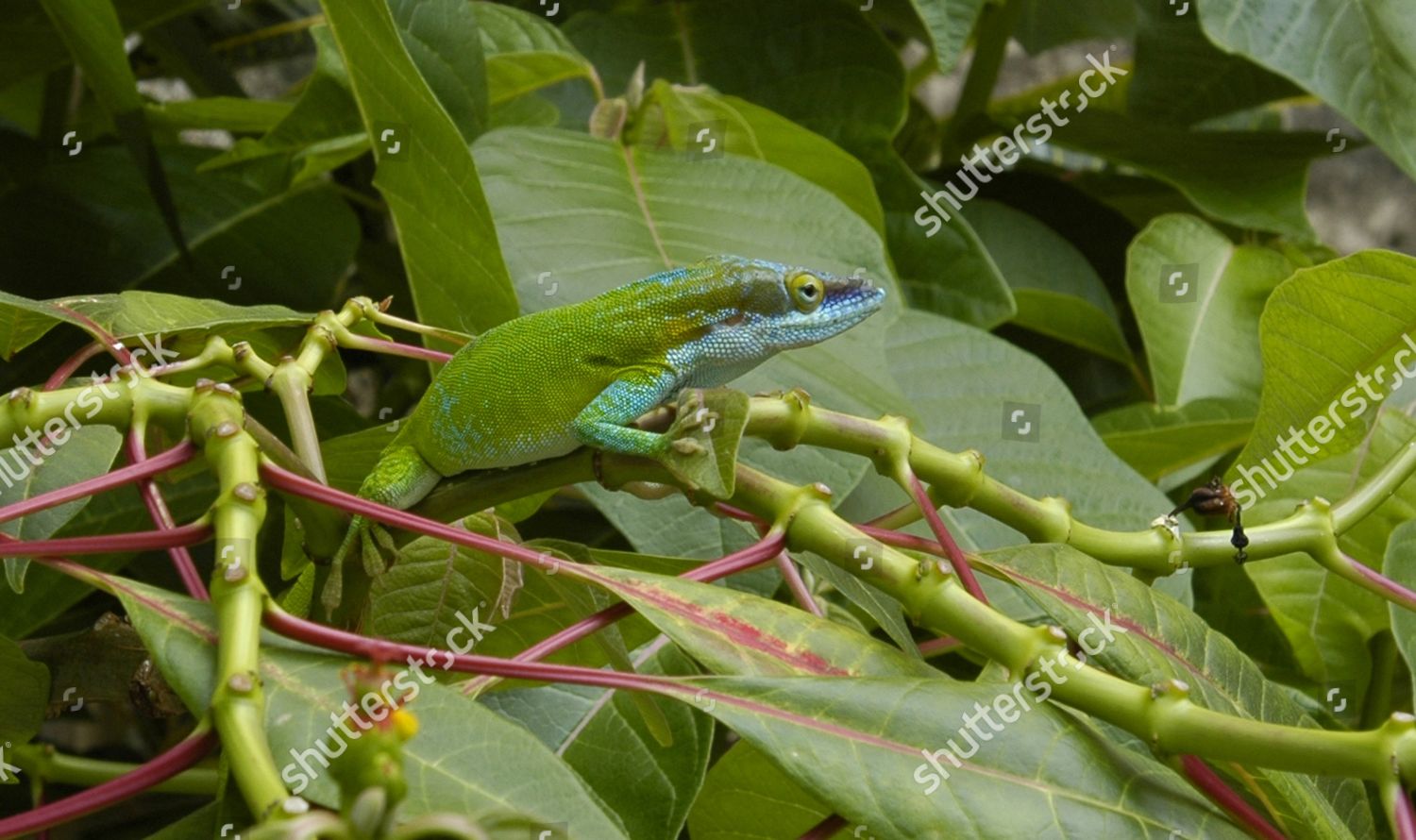 Lizard Trinidad Cuba Editorial Stock Photo - Stock Image | Shutterstock