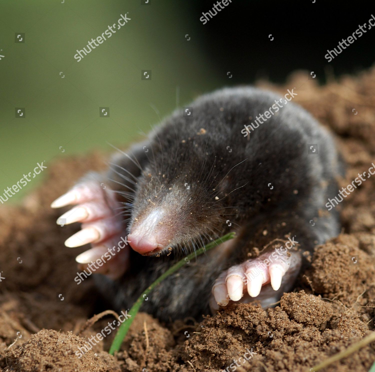 Common Mole Talpa Europaea Rarely Seen Editorial Stock Photo - Stock ...
