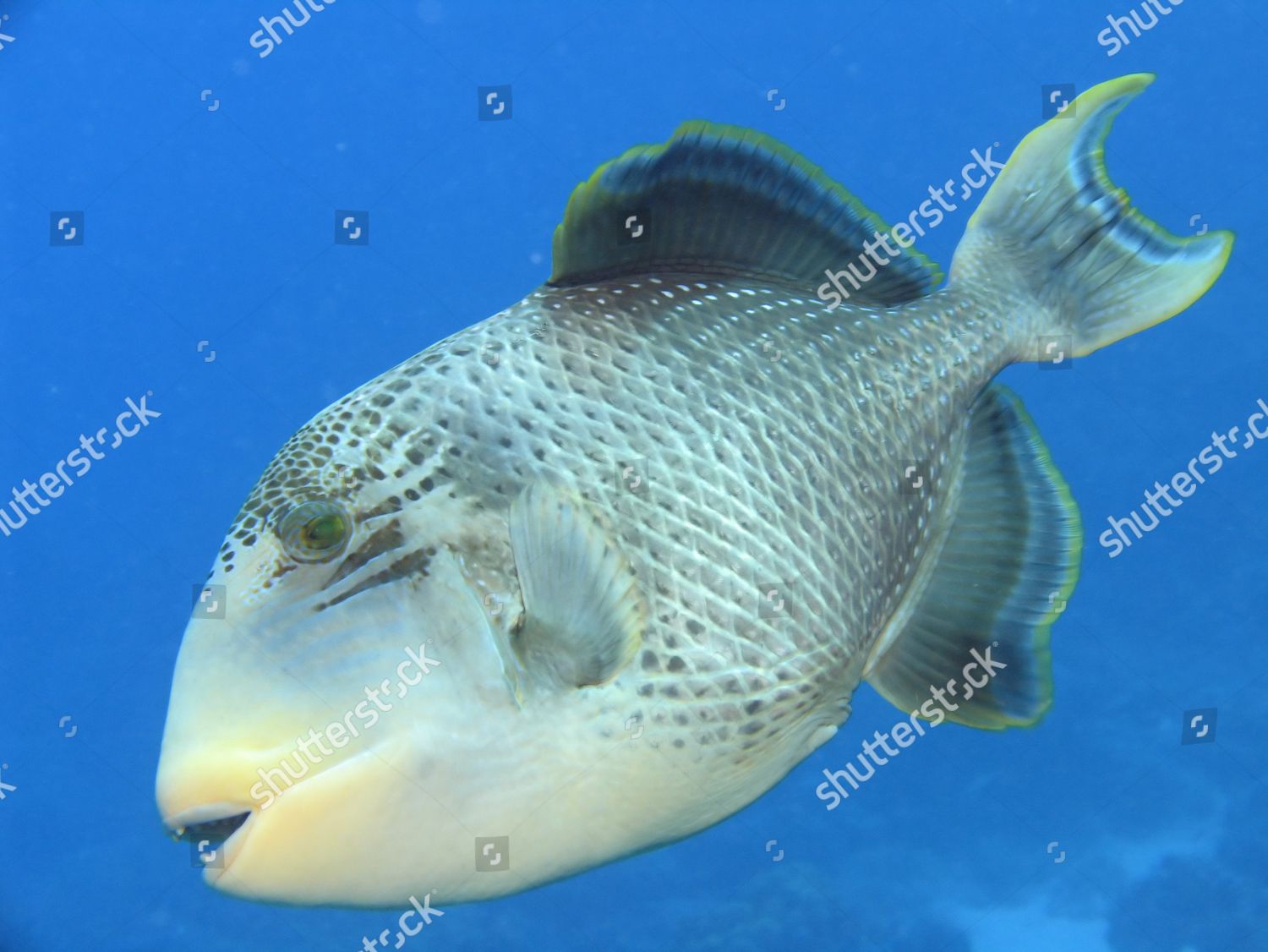 Triton Trigger Fish Bora Bora French Editorial Stock Photo - Stock ...