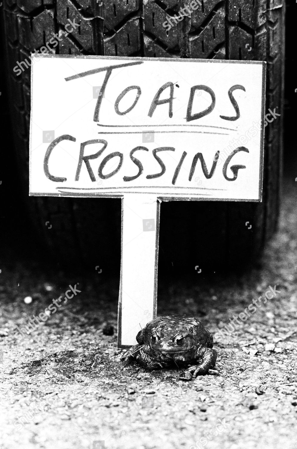 Toad Crossing Sign Editorial Stock Photo - Stock Image | Shutterstock