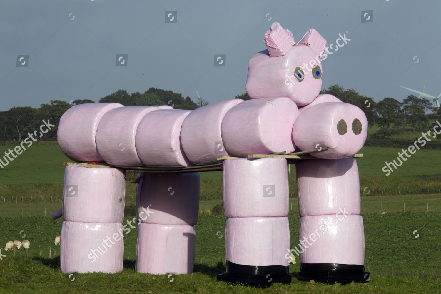 Pink Wrapped Hay Bales Shape Pig Editorial Stock Photo - Stock Image ...