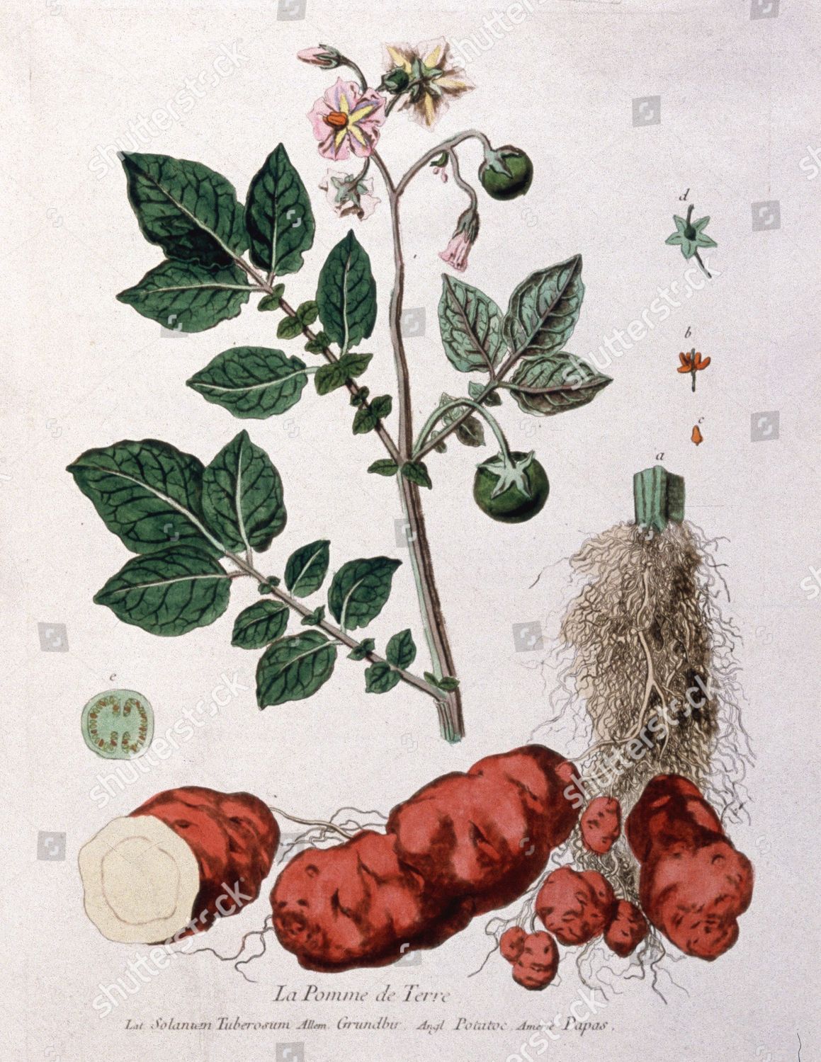 Potato Botanical Illustration G De Nangis Editorial Stock Photo - Stock ...