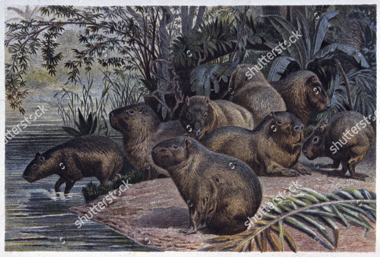 Capybara Water Hog Hydrocheorus Hydrochaeris Largest Editorial Stock ...