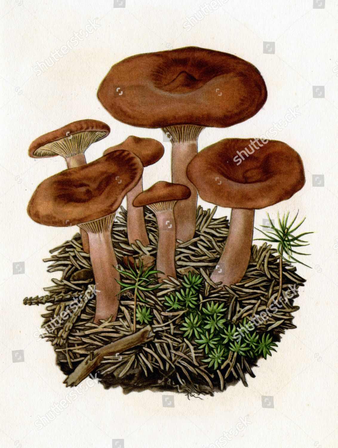 Rufous Milkcap Red Hot Milk Cap Editorial Stock Photo - Stock Image ...