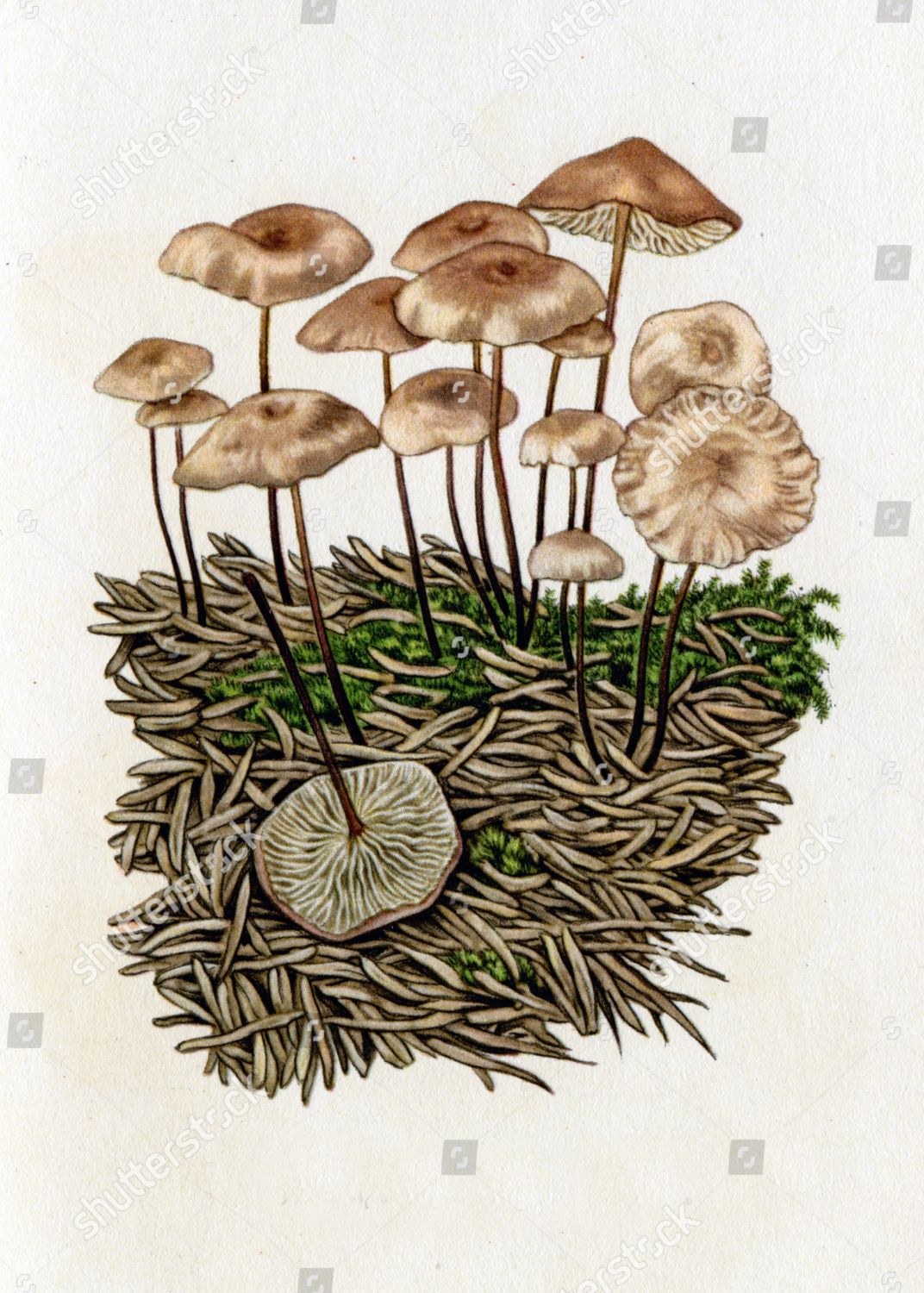 Garlic Parachute Marasmius Alliaceus Illustration Das Editorial Stock ...