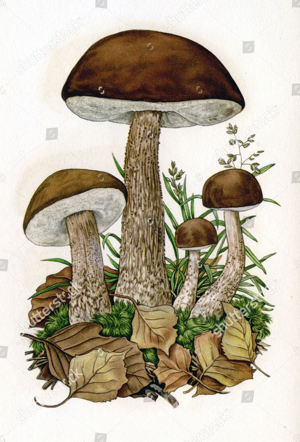 Birch Bolete Boletus Scaber Leccinum Scabrum Editorial Stock Photo ...